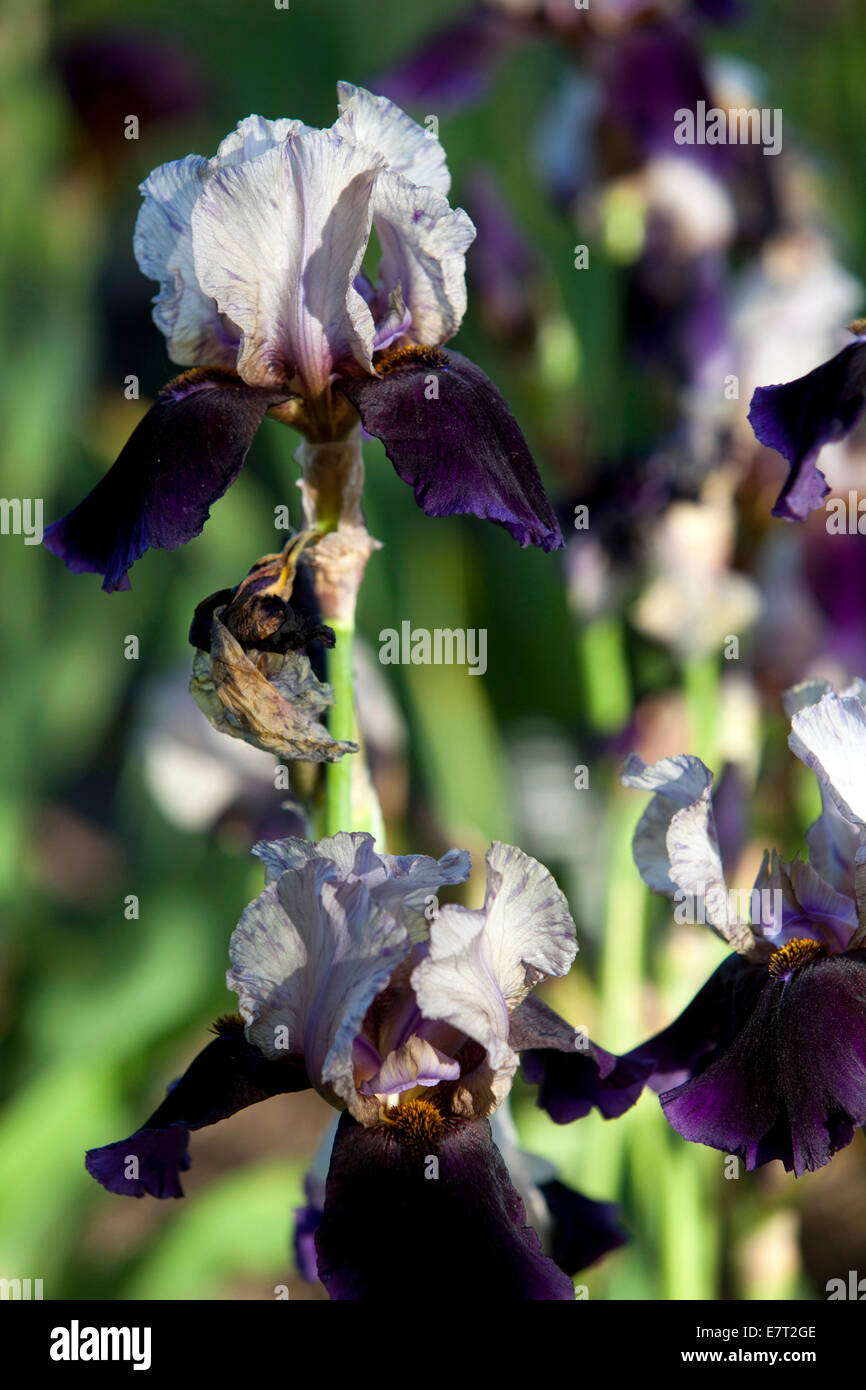 Bearded Iris Germanica High Resolution Stock Photography and Images - Alamy