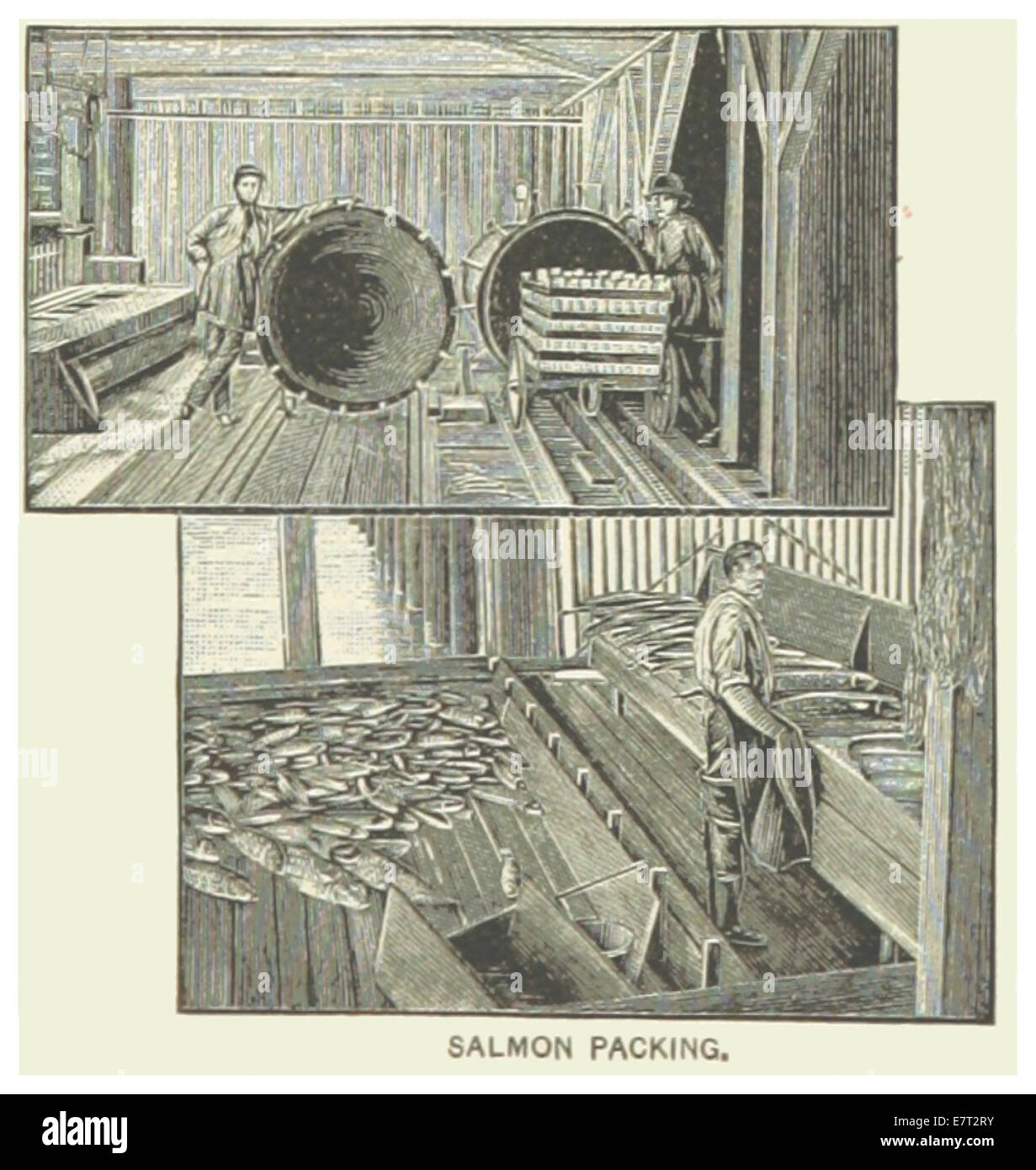 An 1891 illustration showing salmon packing operations in Oregon ...