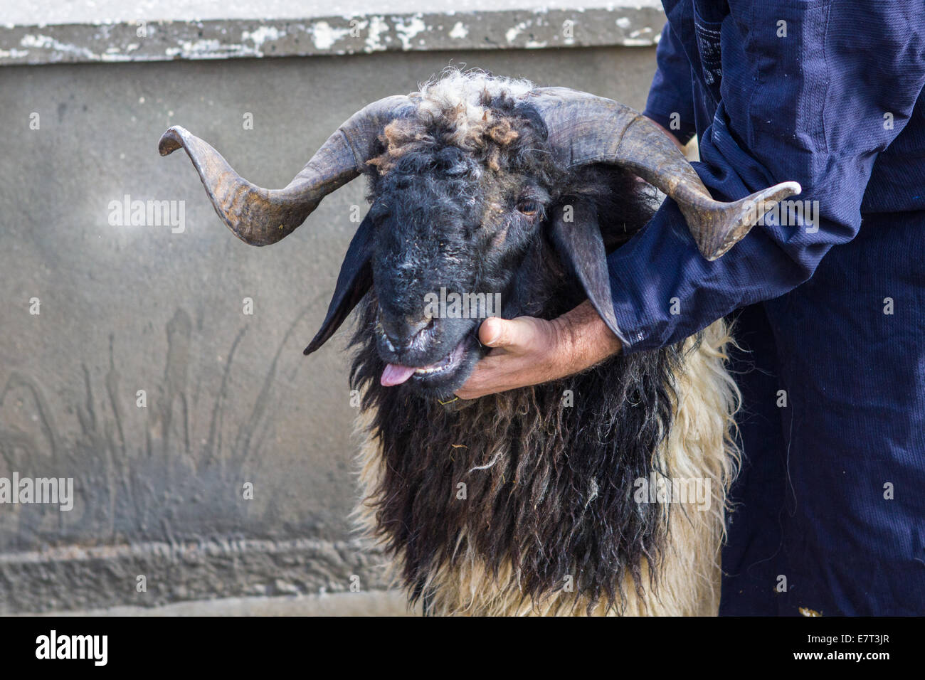 A sacrificial ram, ready to be slaughtered by a Turkish family, during ...