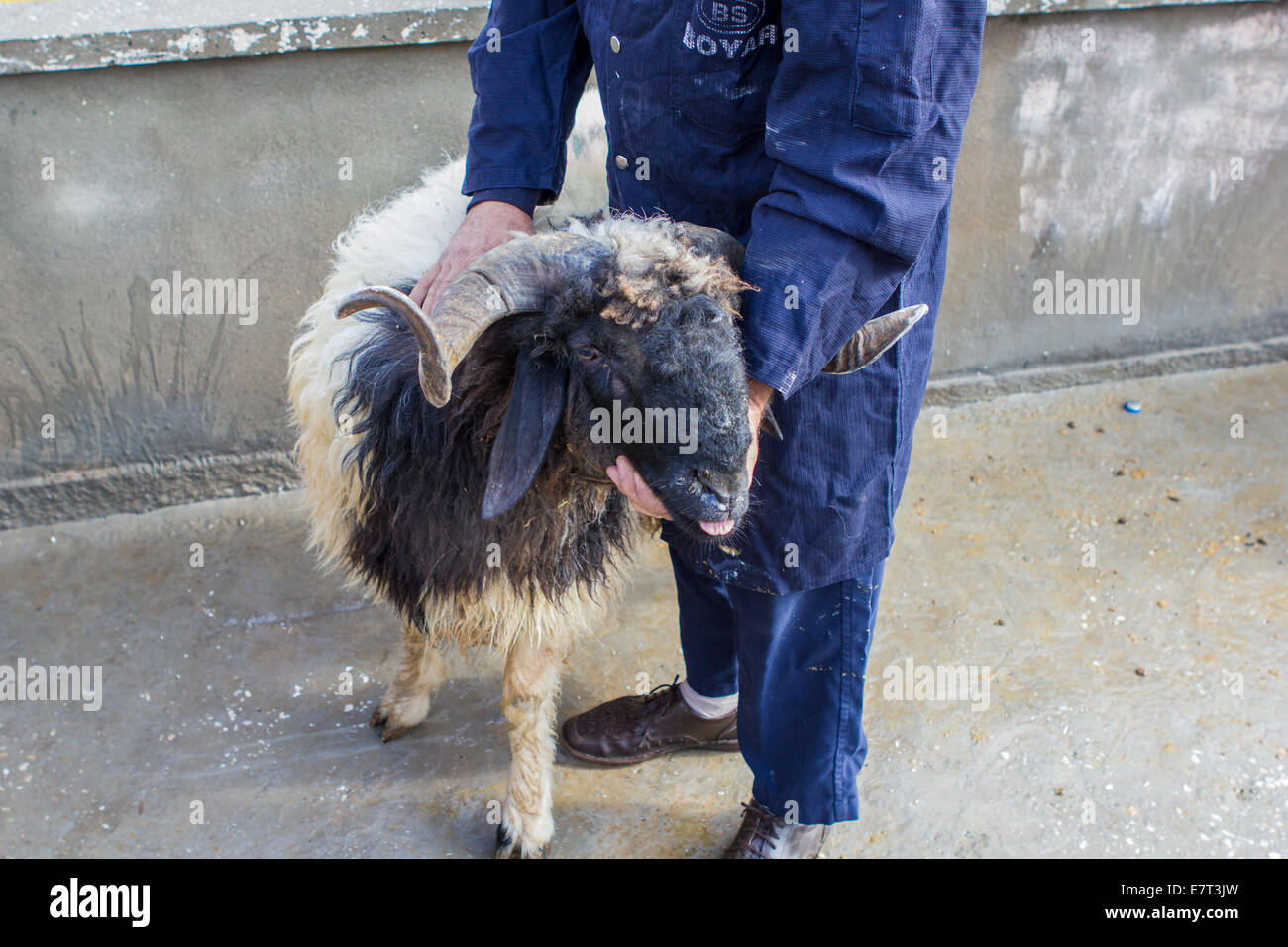 Eid al adha or kurban bayrami in turkish hi-res stock photography and ...