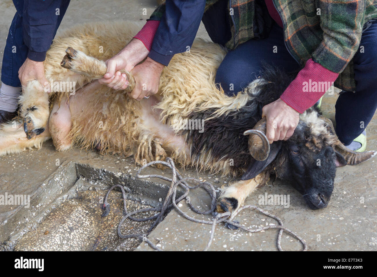 Ram family hi-res stock photography and images - Alamy