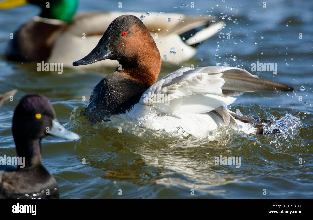 Canvasback duck flying hi-res stock photography and images - Alamy