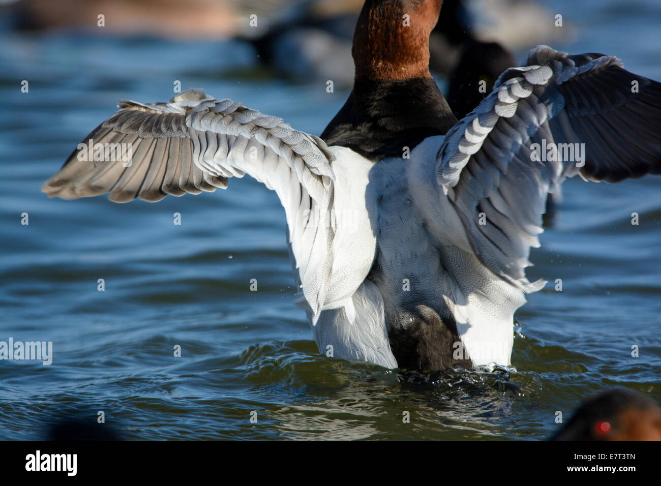 Canvasback duck flying hi-res stock photography and images - Alamy