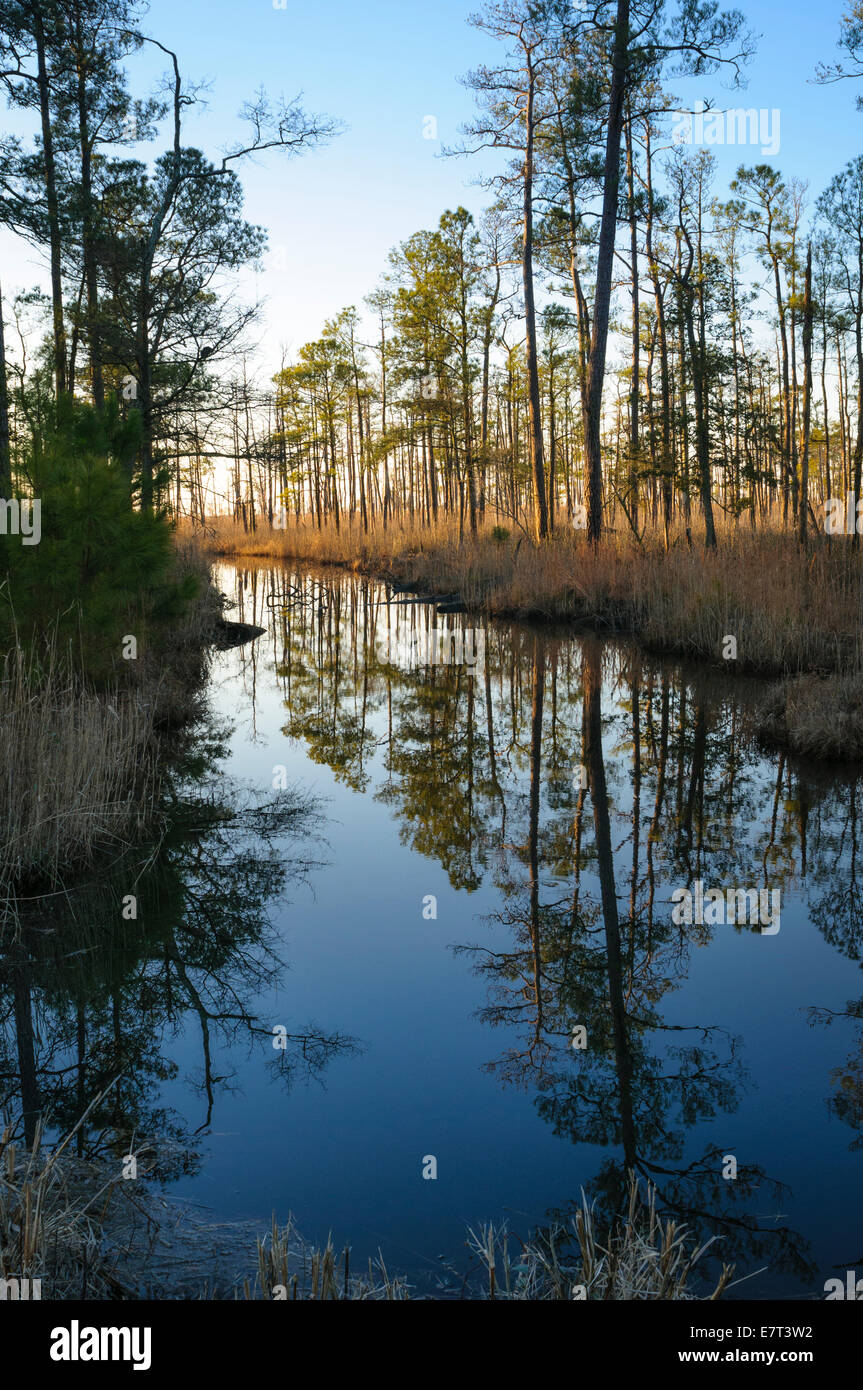Trees reflecting on water, Blackwater National Wildlife Refuge ...