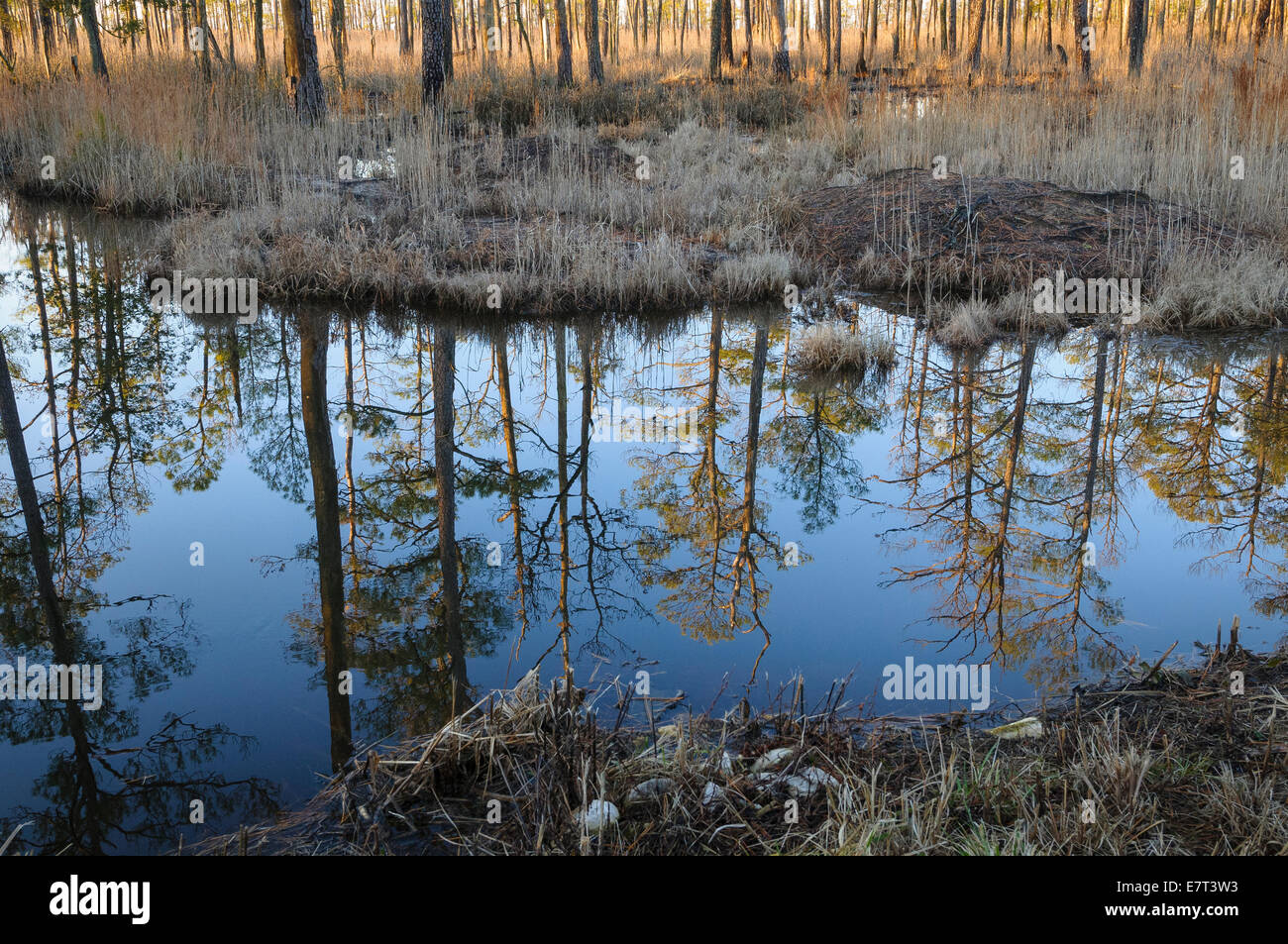 Trees reflecting on water, Blackwater National Wildlife Refuge ...