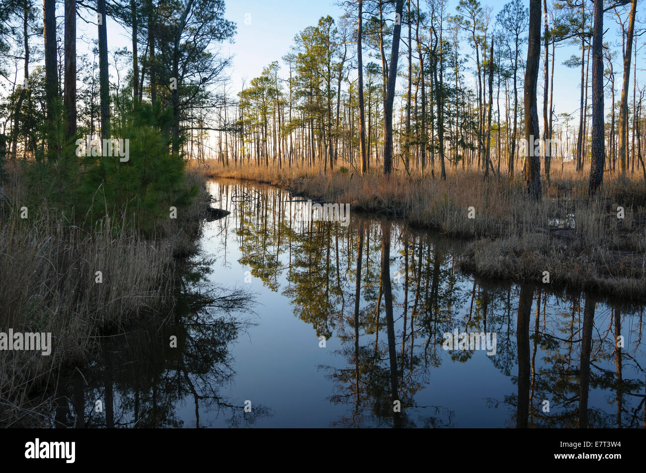 Trees reflecting on water, Blackwater National Wildlife Refuge ...
