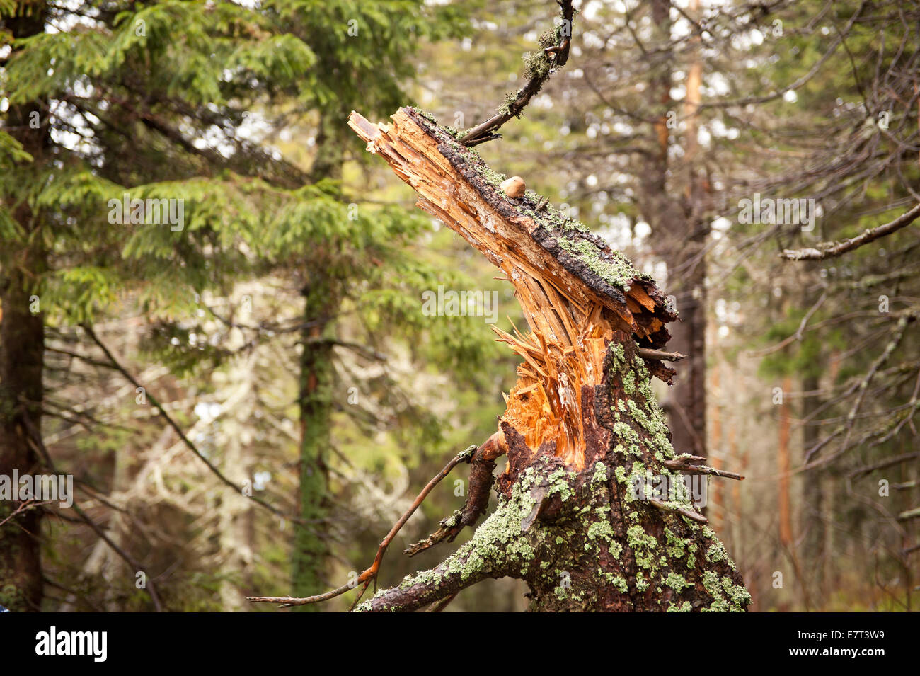 Rotted trunk collapsed in Babia Góra National Park Stock Photo - Alamy