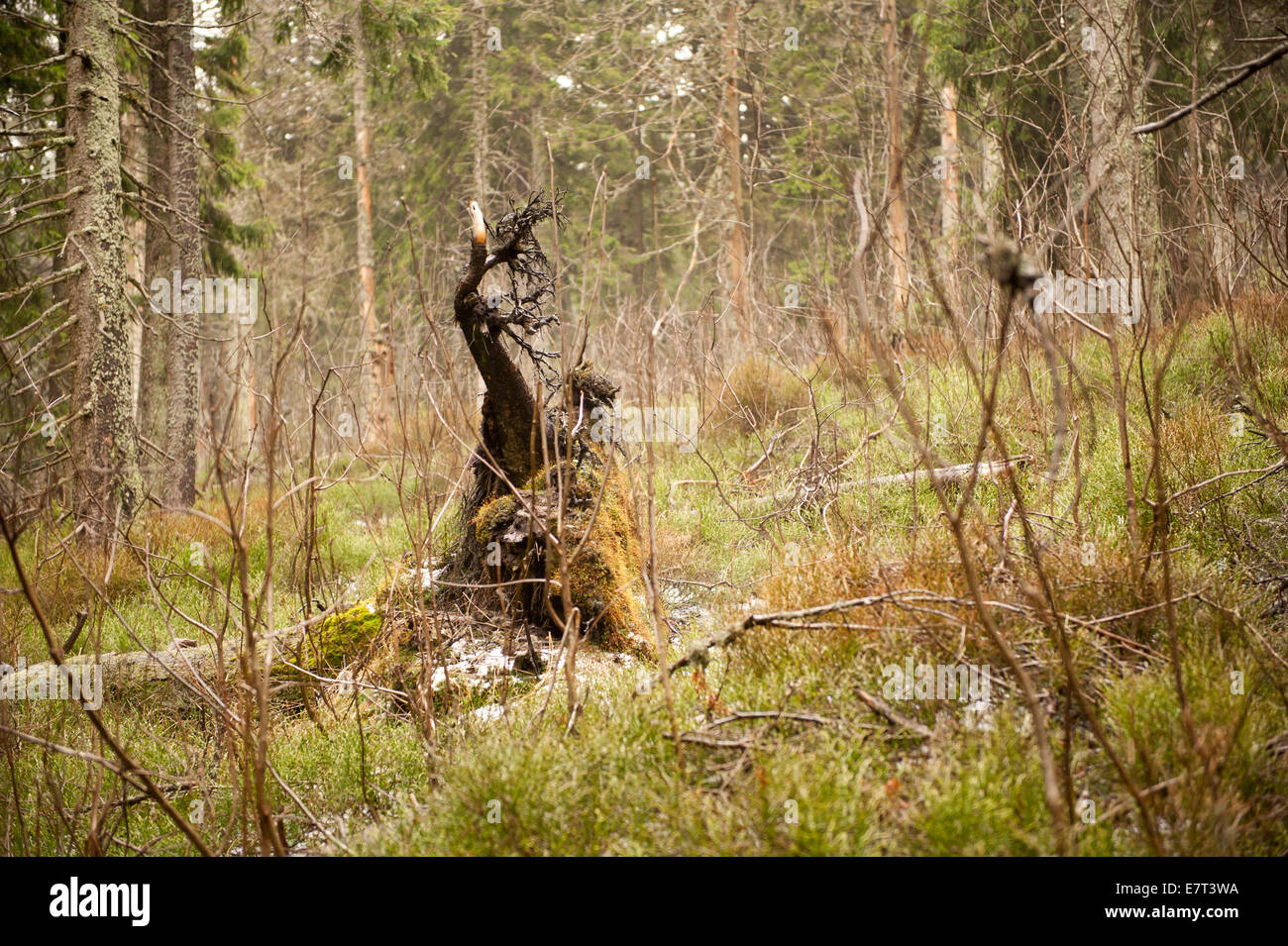 Decayed tree log hi-res stock photography and images - Alamy