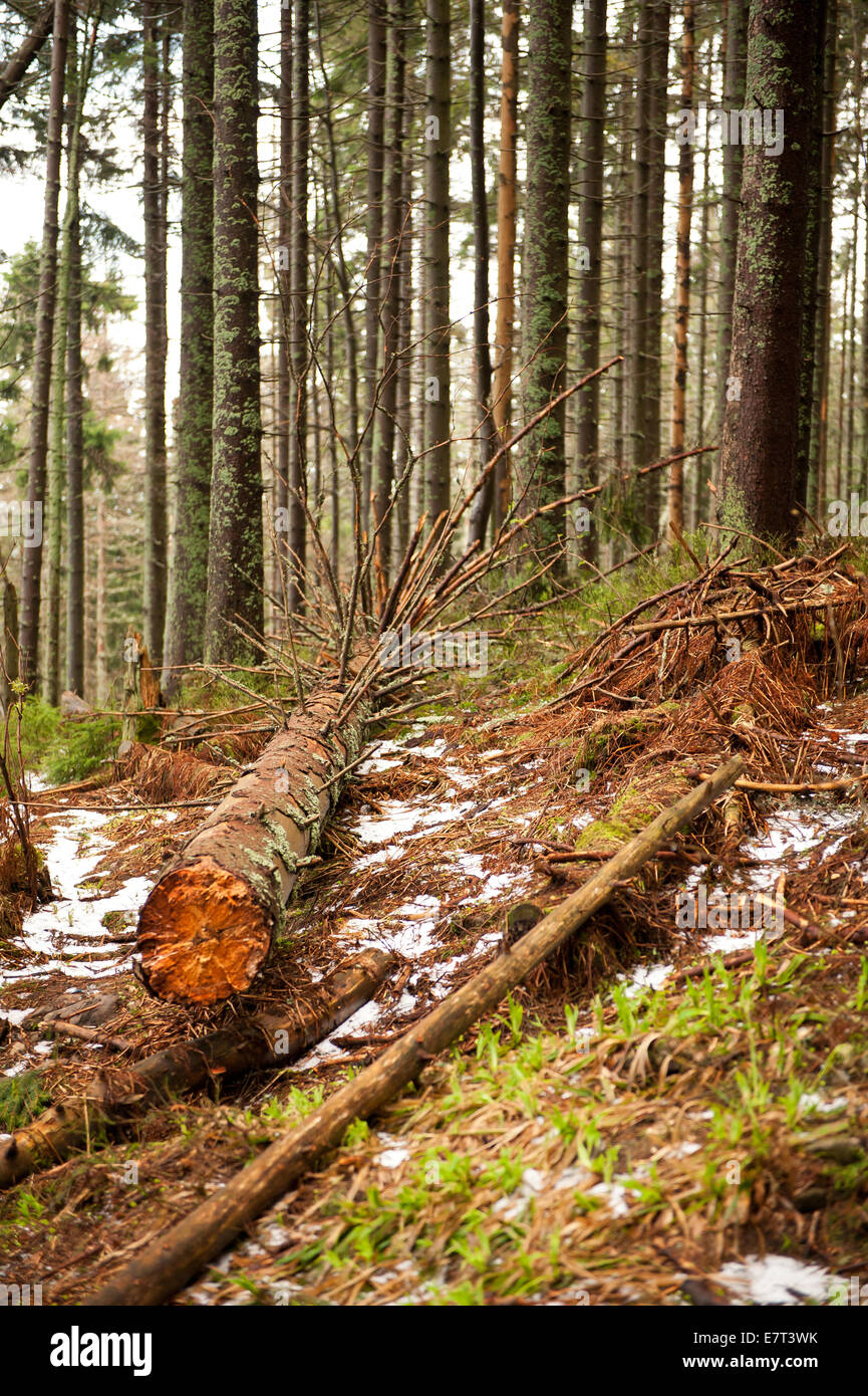 Old collapsed tree in Babia Góra National Park Stock Photo - Alamy