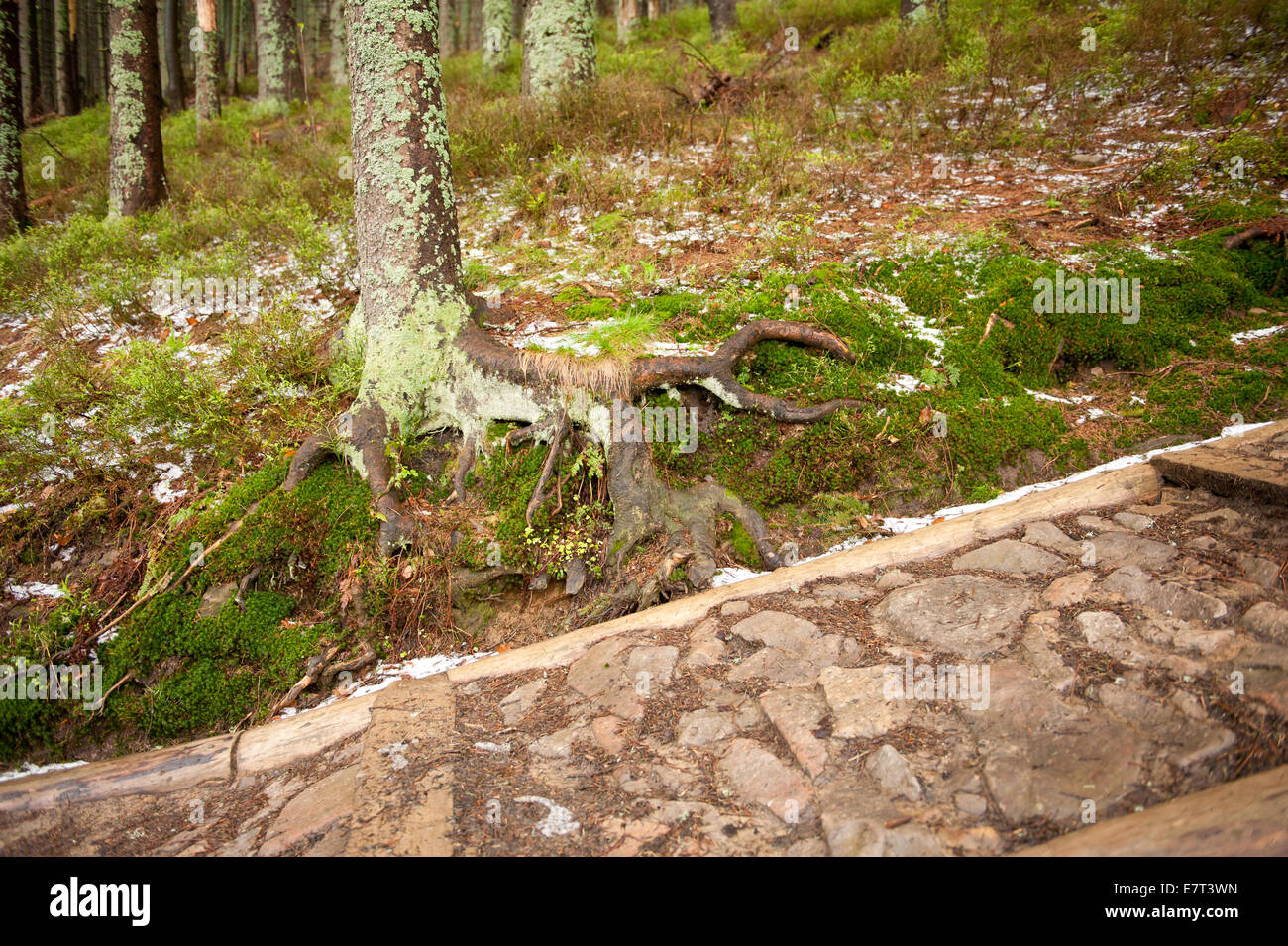 Tree roots in lichen track hi-res stock photography and images - Alamy