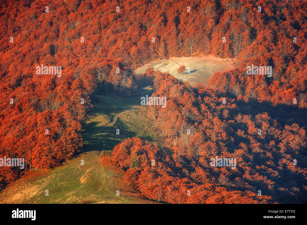 orange forest on autumn season Stock Photo - Alamy