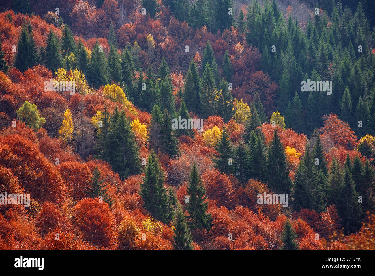 orange forest on autumn season Stock Photo - Alamy