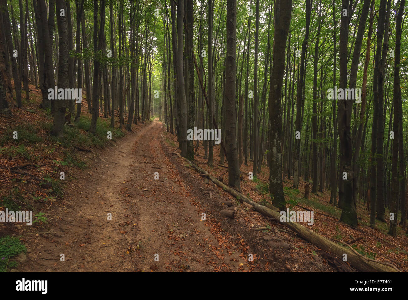 orange forest on autumn season Stock Photo - Alamy