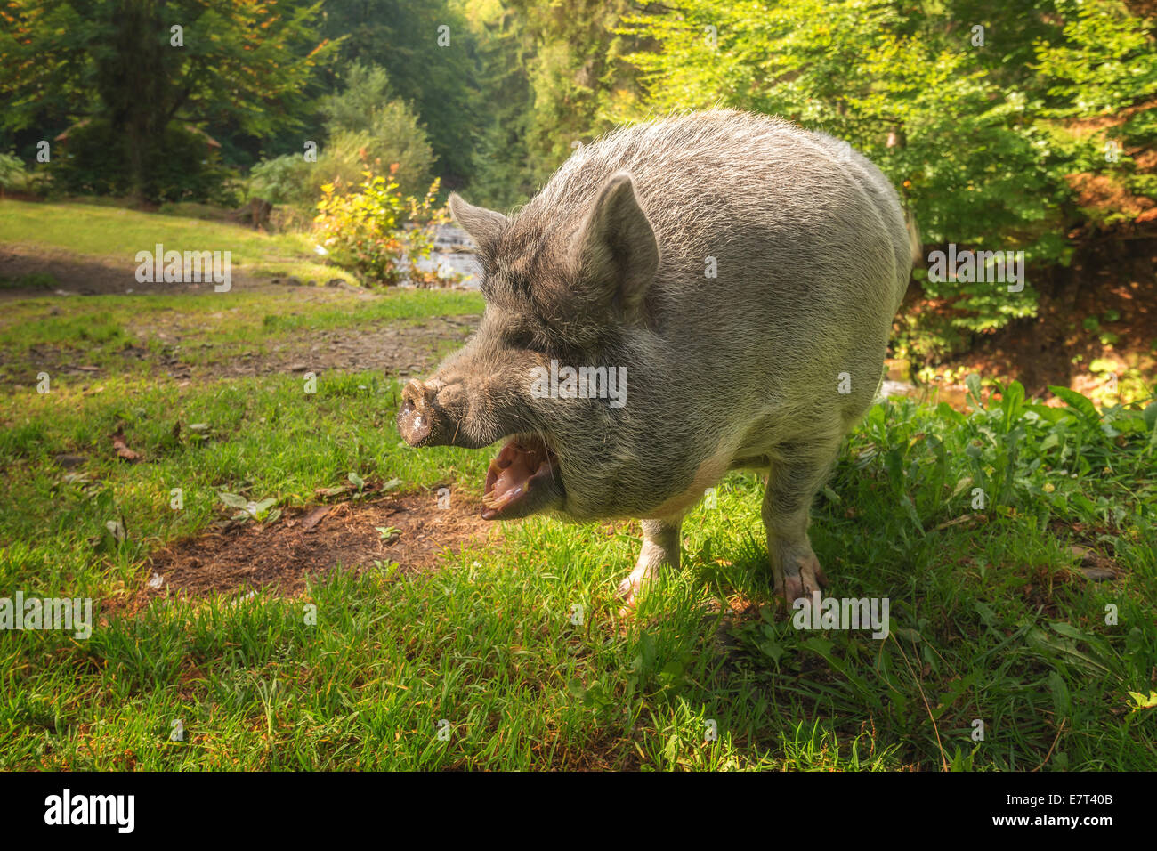 Big boar wild forest hi-res stock photography and images - Alamy