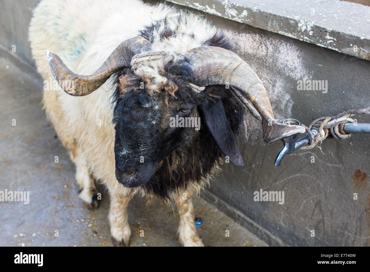 A sacrificial ram, tied to a water tap, about to be killed during the ...
