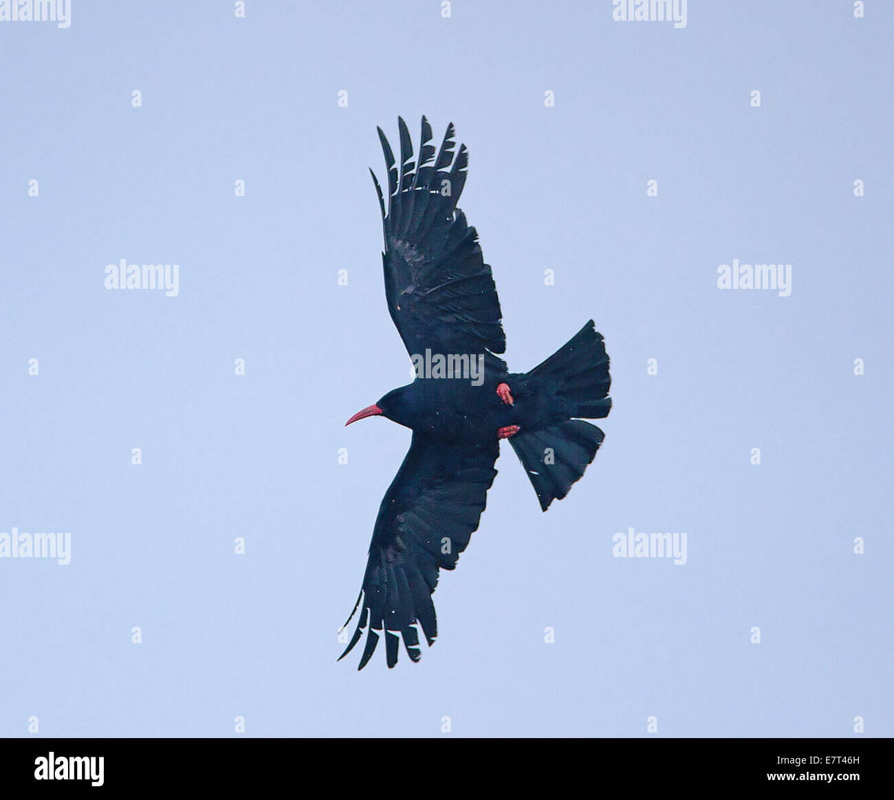Flying Cornish Chough at the Lizard Cornwall Stock Photo - Alamy