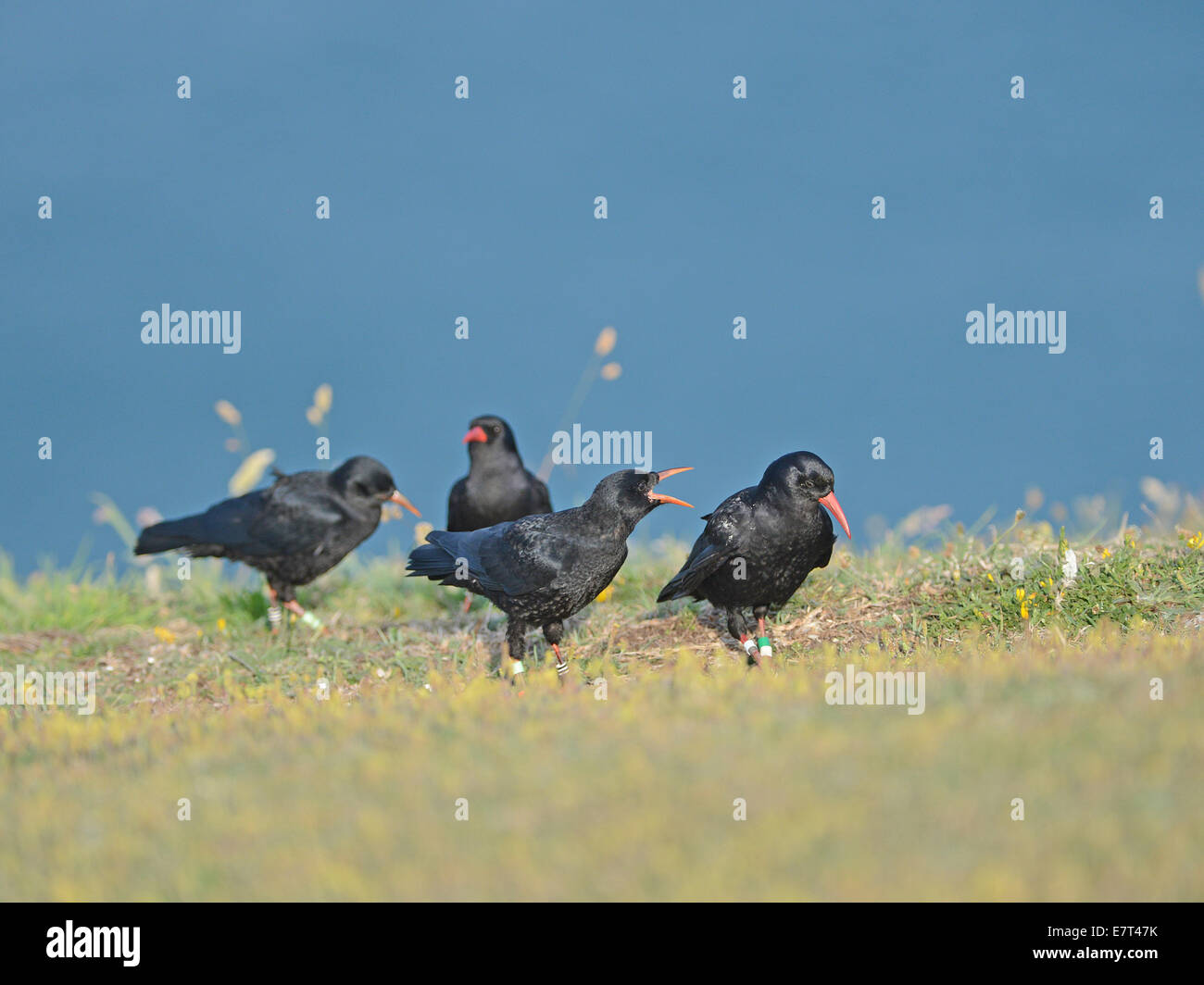 Family of Cornish Choughs at Kynance cove Cornwall Stock Photo - Alamy