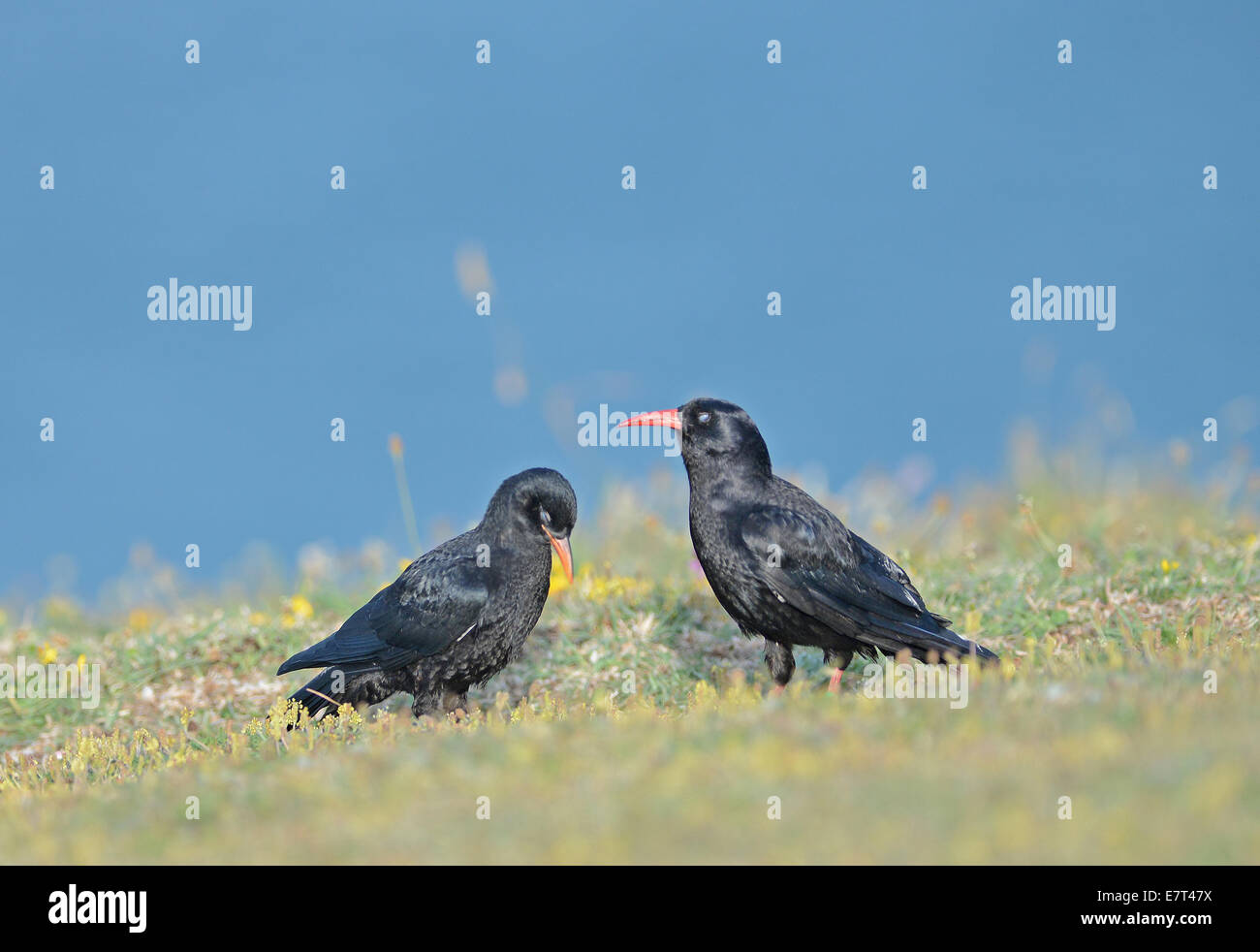 Adult Cornish Chough feeding young Stock Photo - Alamy