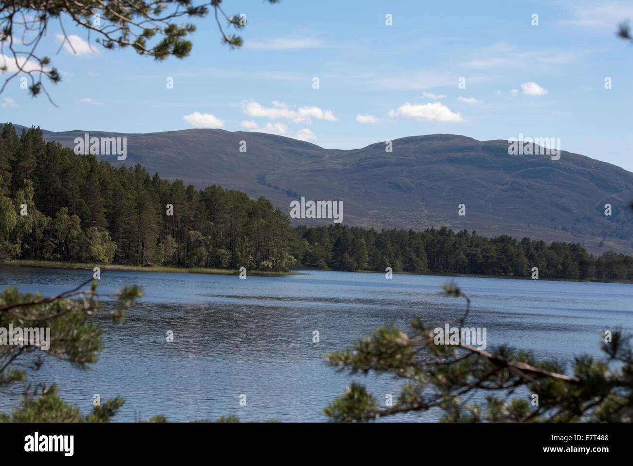Northern great lakes forest hi-res stock photography and images - Alamy