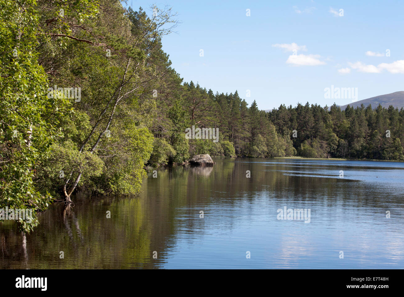 The wooded shoreline of Loch Garten in The Abernethy Forest between ...