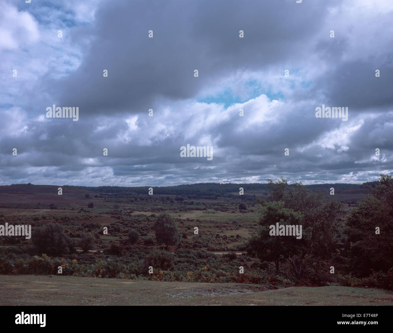 Fritham frogham fordingbridge hi-res stock photography and images - Alamy