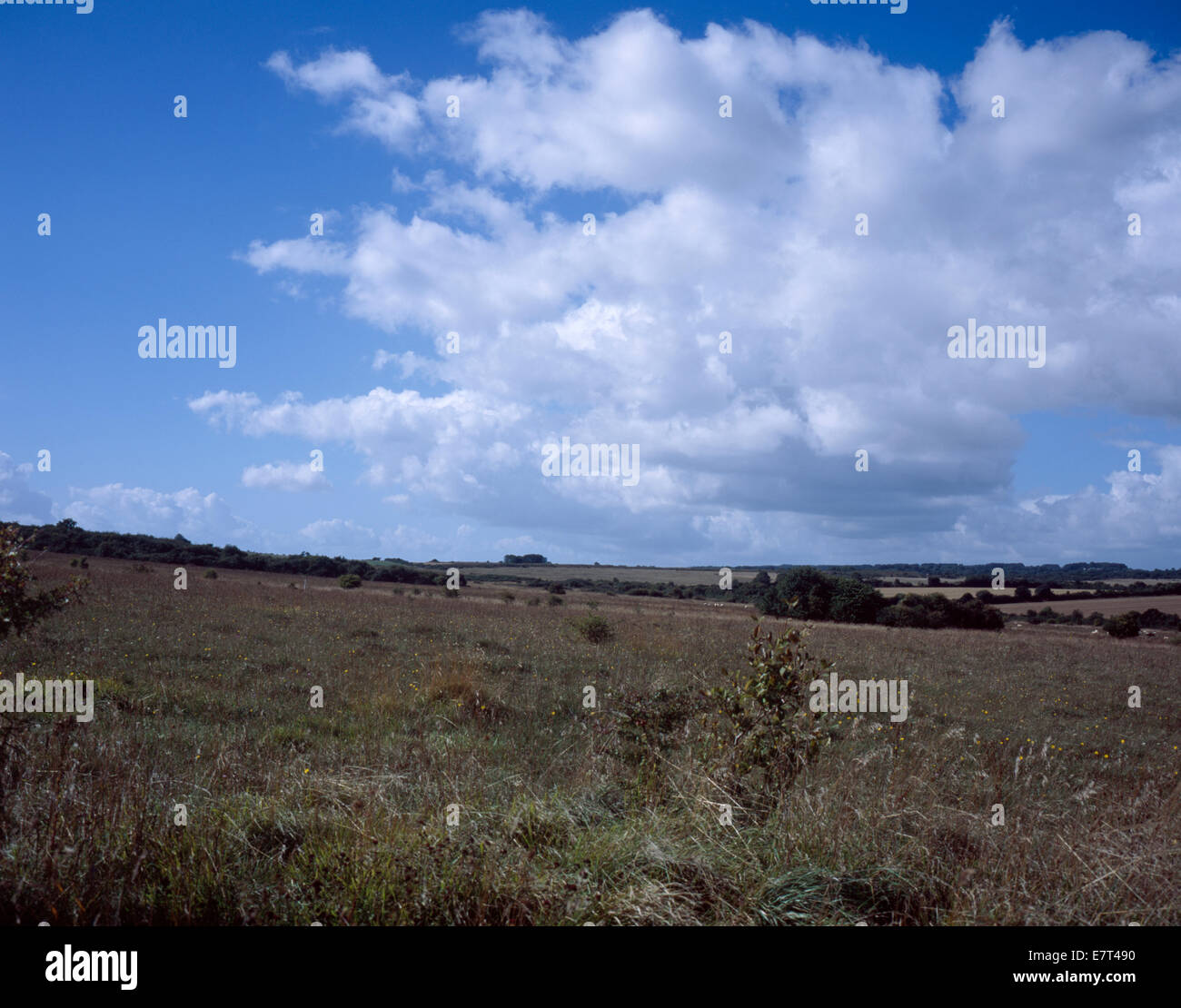 A view across Martin Down part of a National Nature Reserve The Dorset ...