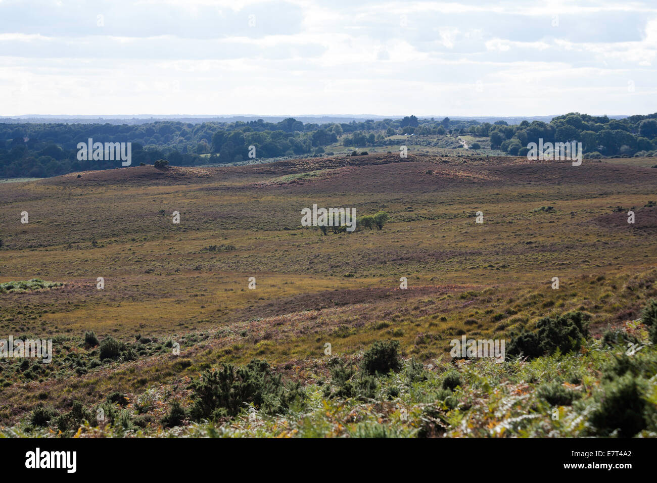 Latchmore Bottom from Hampton Ridge between Fritham and Frogham near ...