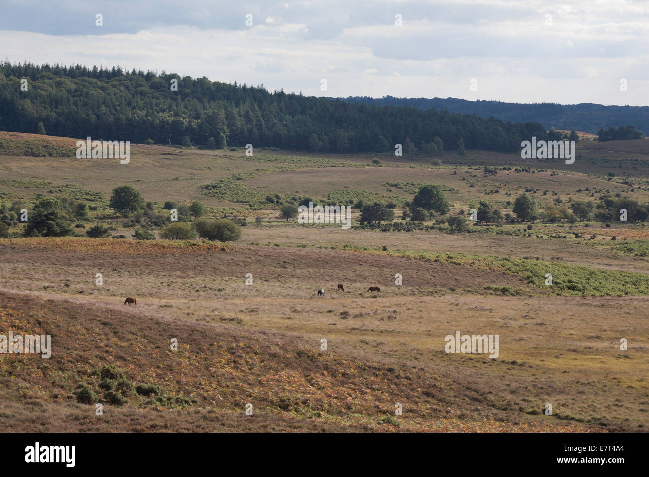 Latchmore Bottom from Hampton Ridge between Fritham and Frogham near ...