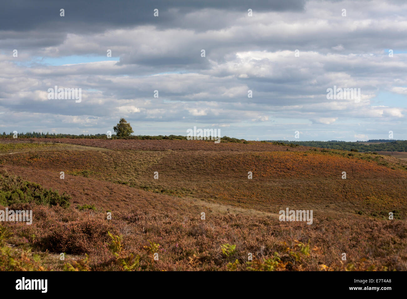 Tree on the horizon sandy heathland Hampton Ridge between Fritham and ...