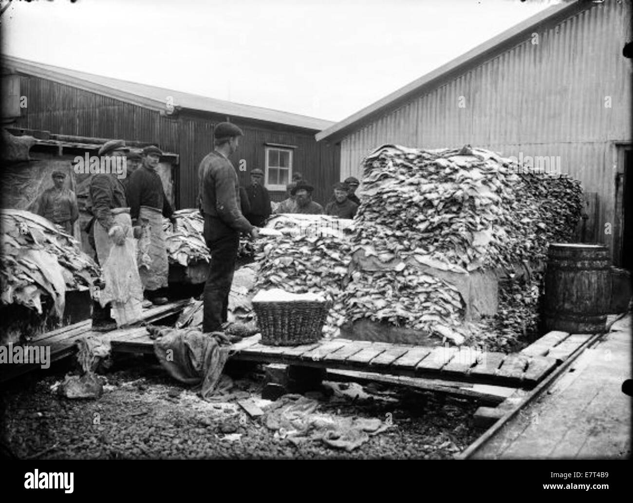 A photograph from 1912-1919 of the saltfish processing industry in ...