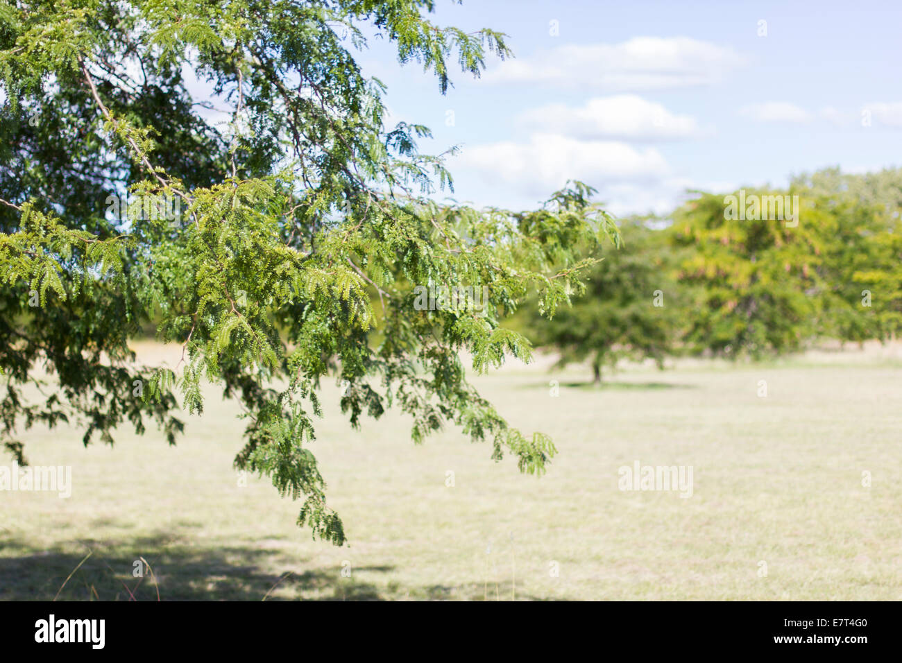 Tree in the middle of the park in a sunny day Stock Photo - Alamy