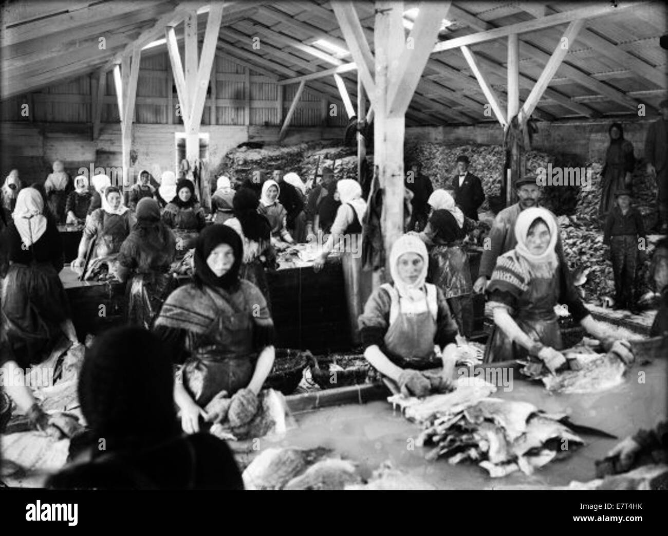 Fiskvinnslukonur vaska saltfisk í kerjum innanhúss, 1910-1920 Stock ...