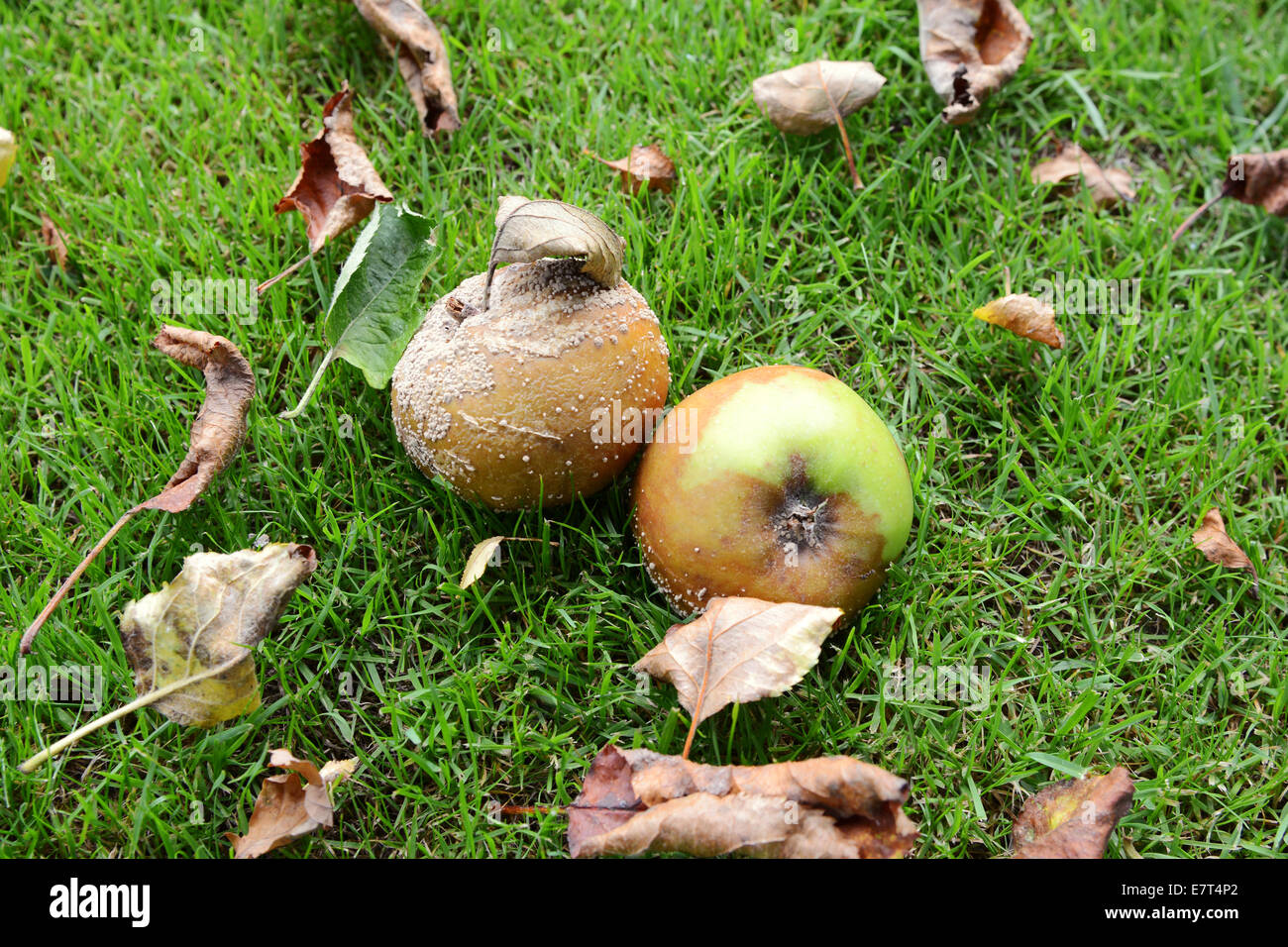 Rotting, moldy windfall apples among dead leaves on the lawn Stock ...