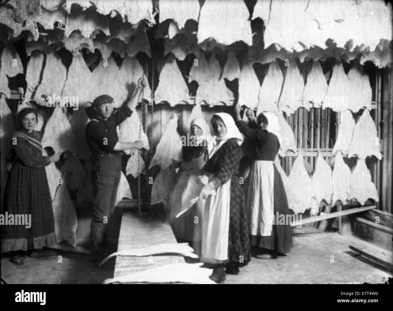A photograph of a traditional Icelandic fish processing scene. The ...