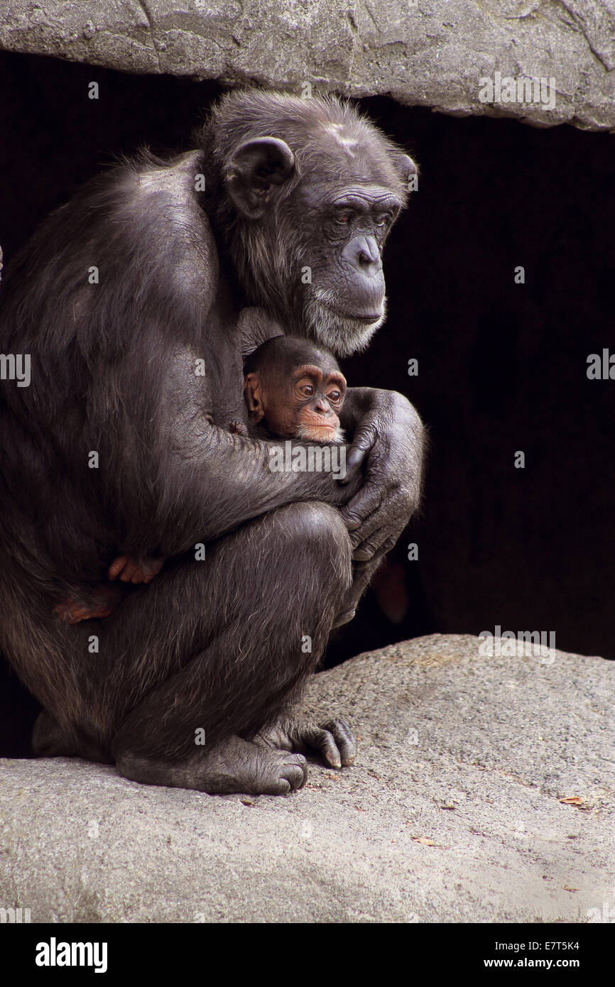 Chimpanzee mother and baby hi-res stock photography and images - Alamy