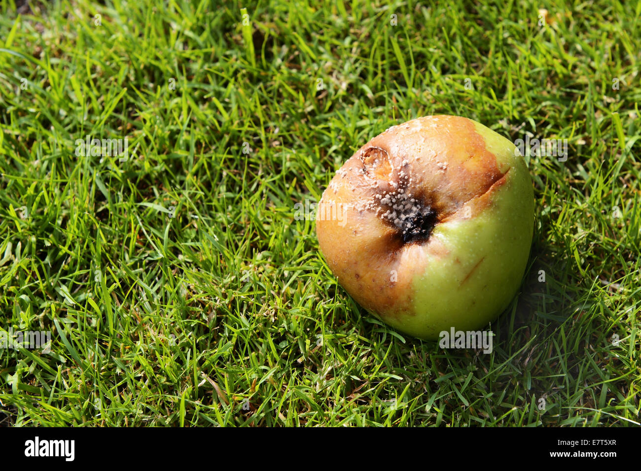 Rotten windfall apple lies on lush green grass Stock Photo - Alamy