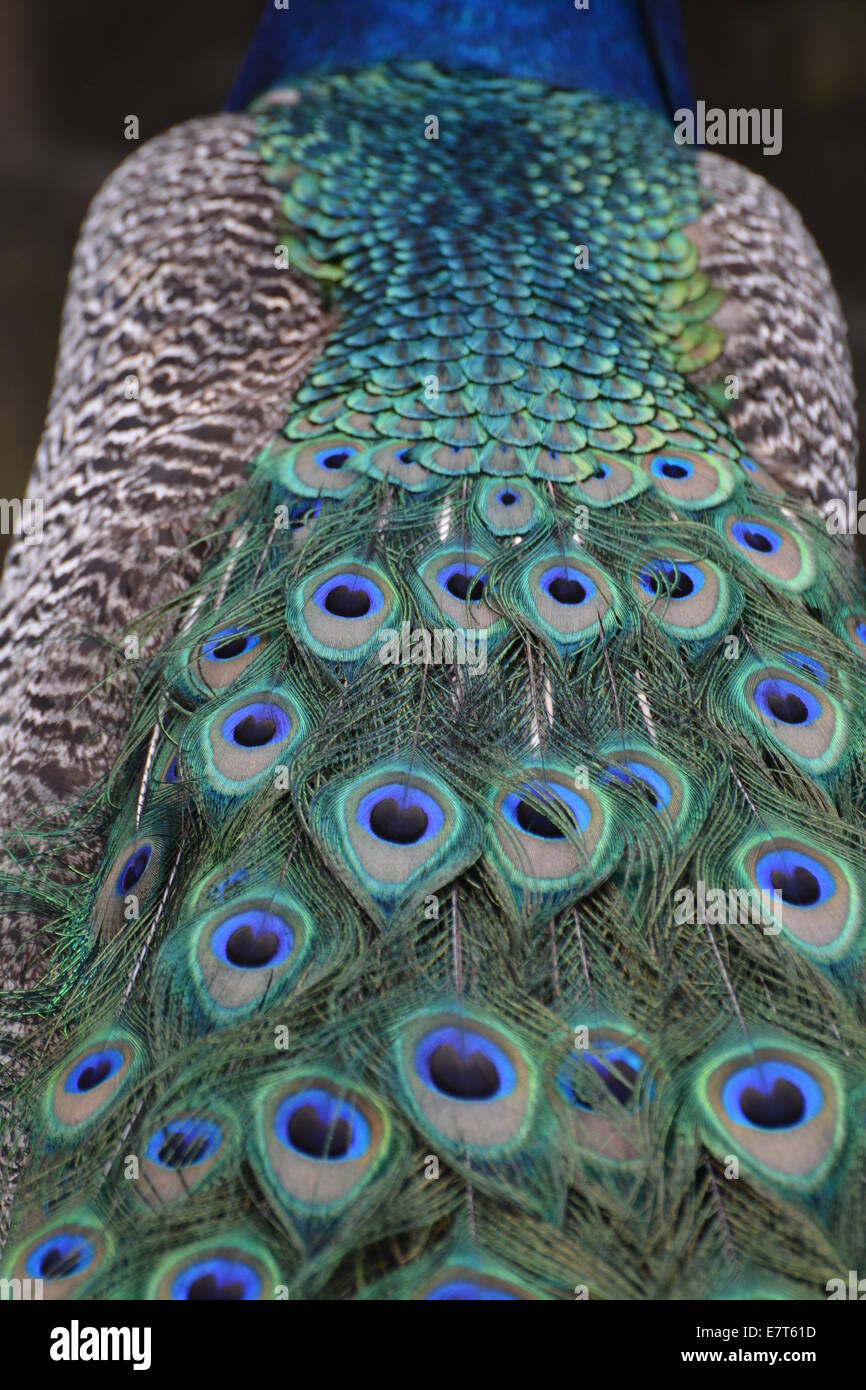 Indian Peafowl / Blue Peafowl / Pavo Cristatus Stock Photo - Alamy