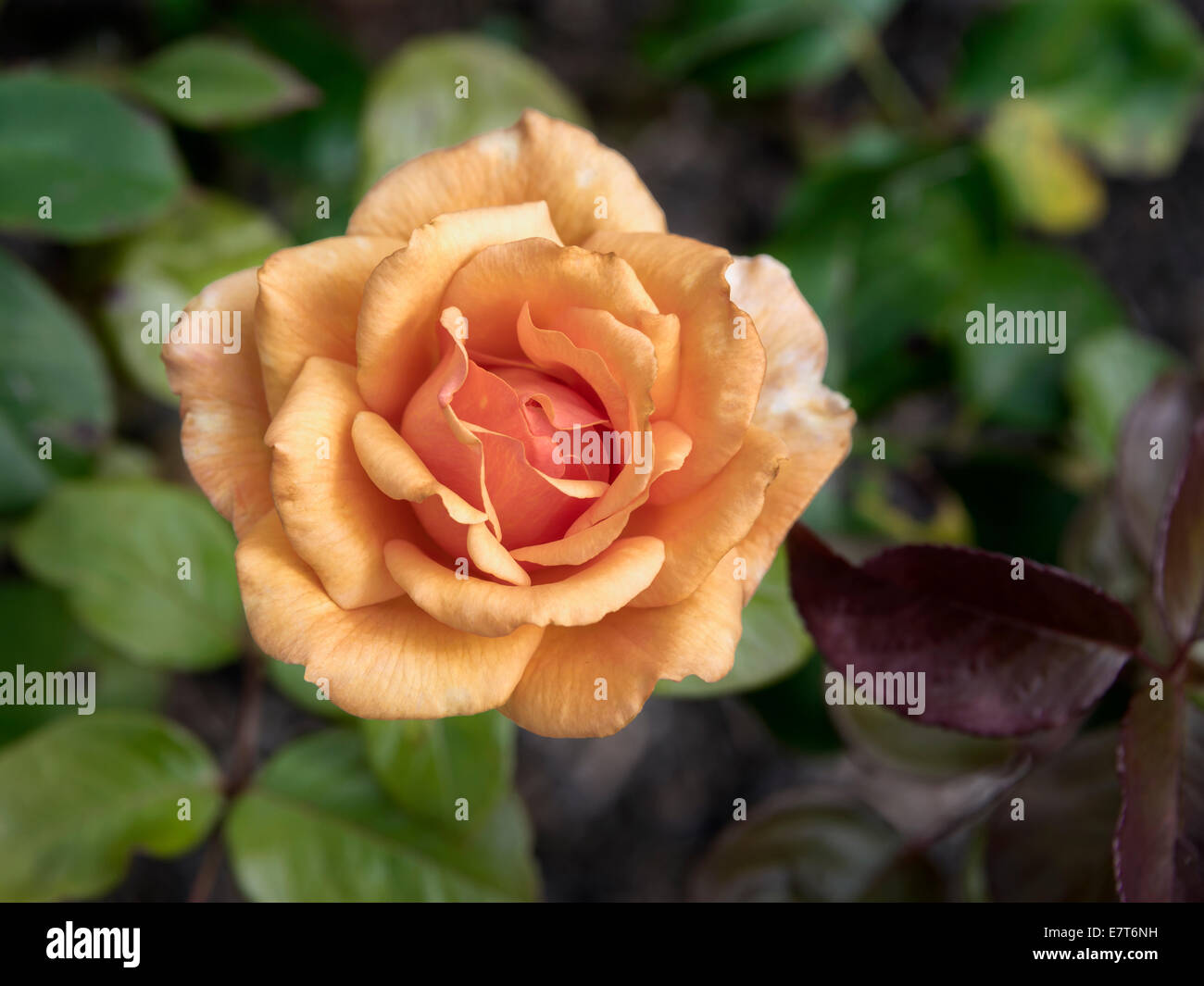 Beautiful apricot-colored rose, Rose Garden, Rosenborg Castle ...