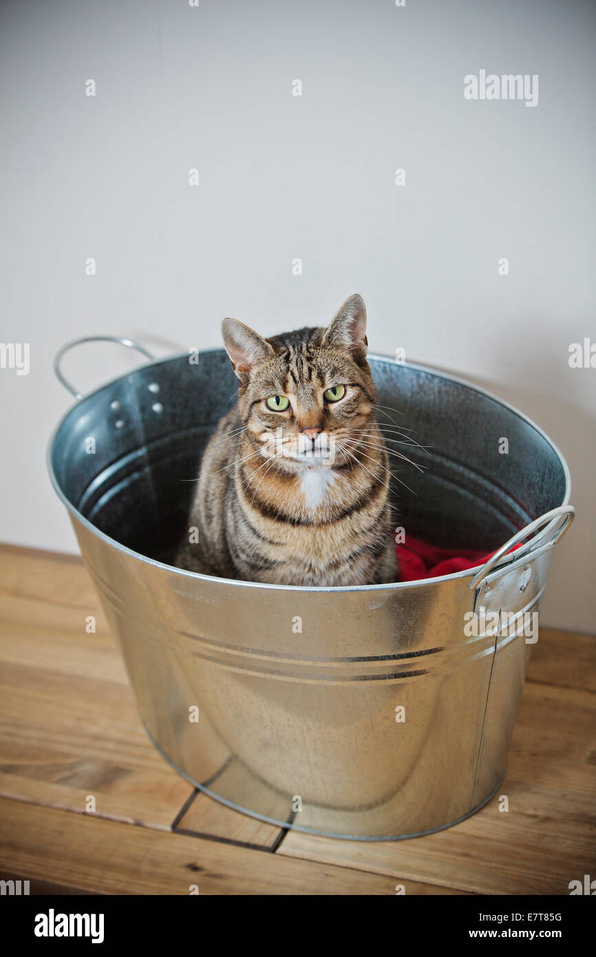 Cat dog in a tin bucket looking cute animal pet photography relaxing ...