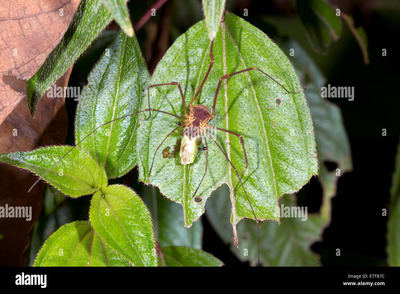 Big Harvestman High Resolution Stock Photography and Images - Alamy
