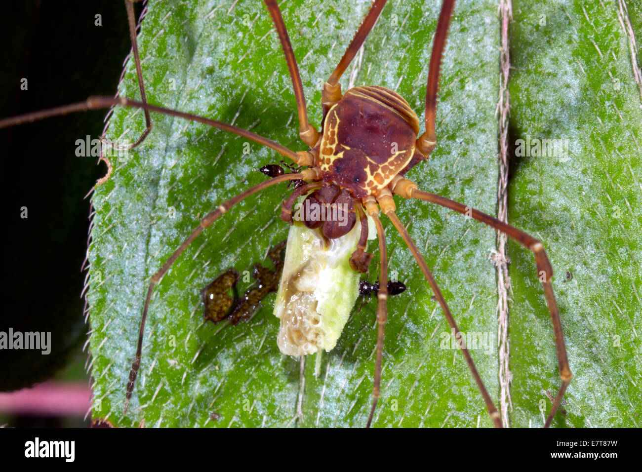 Big Harvestman High Resolution Stock Photography and Images - Alamy