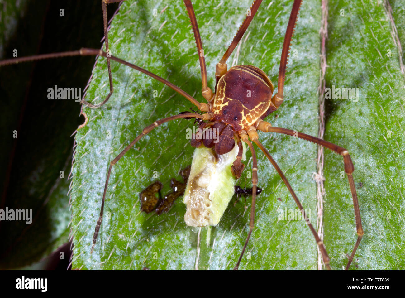 Big Harvestman High Resolution Stock Photography and Images - Alamy