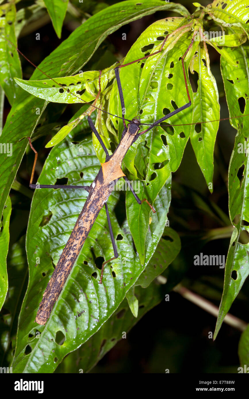 Stick insect Pseudophasma bispinosa in the rainforest at night, Ecuador ...