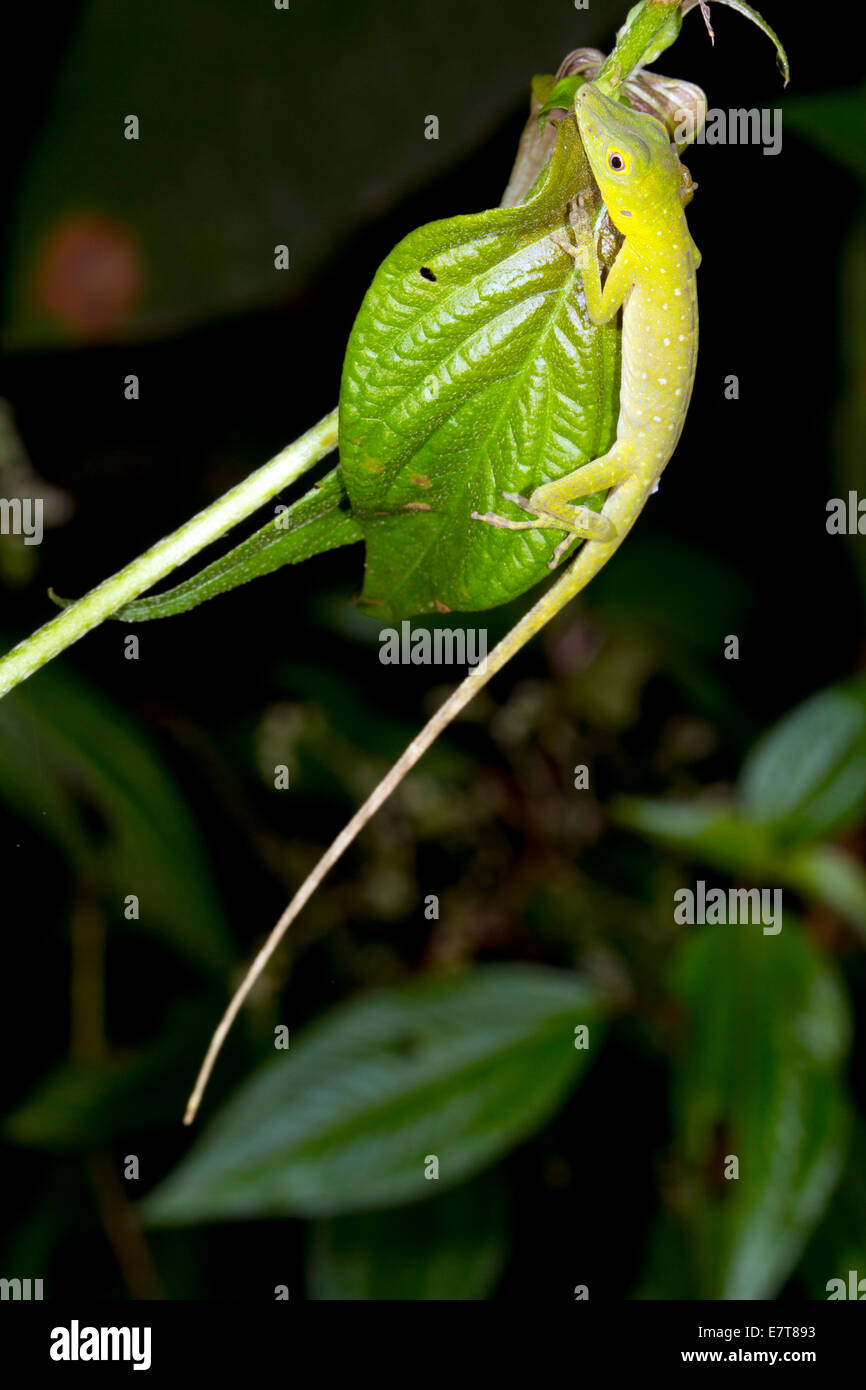 Giant spotted hi-res stock photography and images - Alamy