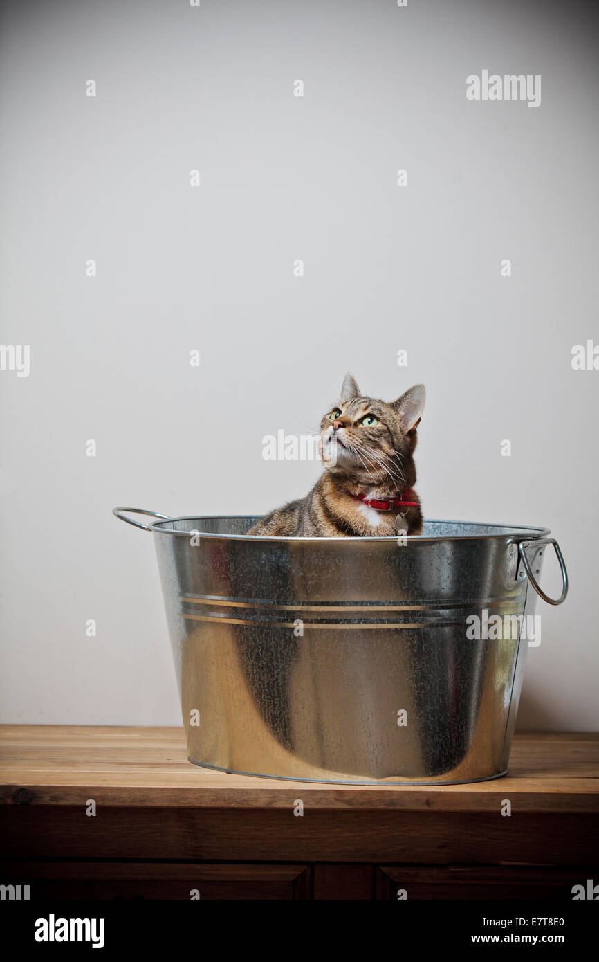 Dog in bucket hi-res stock photography and images - Alamy