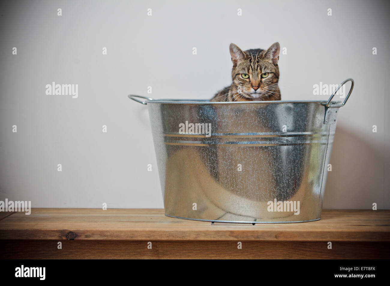 Cat dog in a tin bucket looking cute animal pet photography relaxing ...