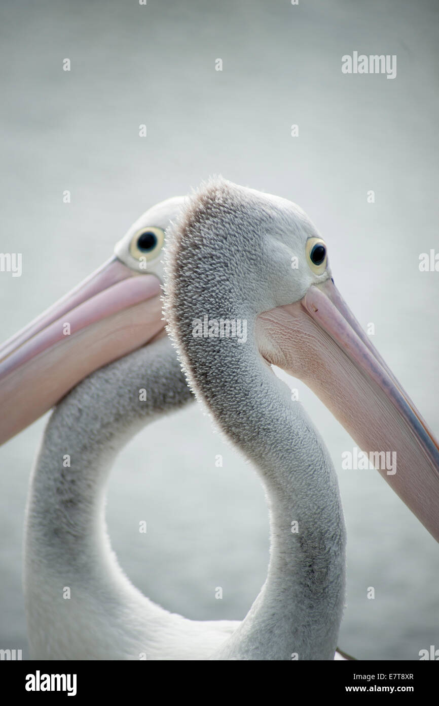 Two pelican necks, heads and beaks form a heart shape Stock Photo - Alamy