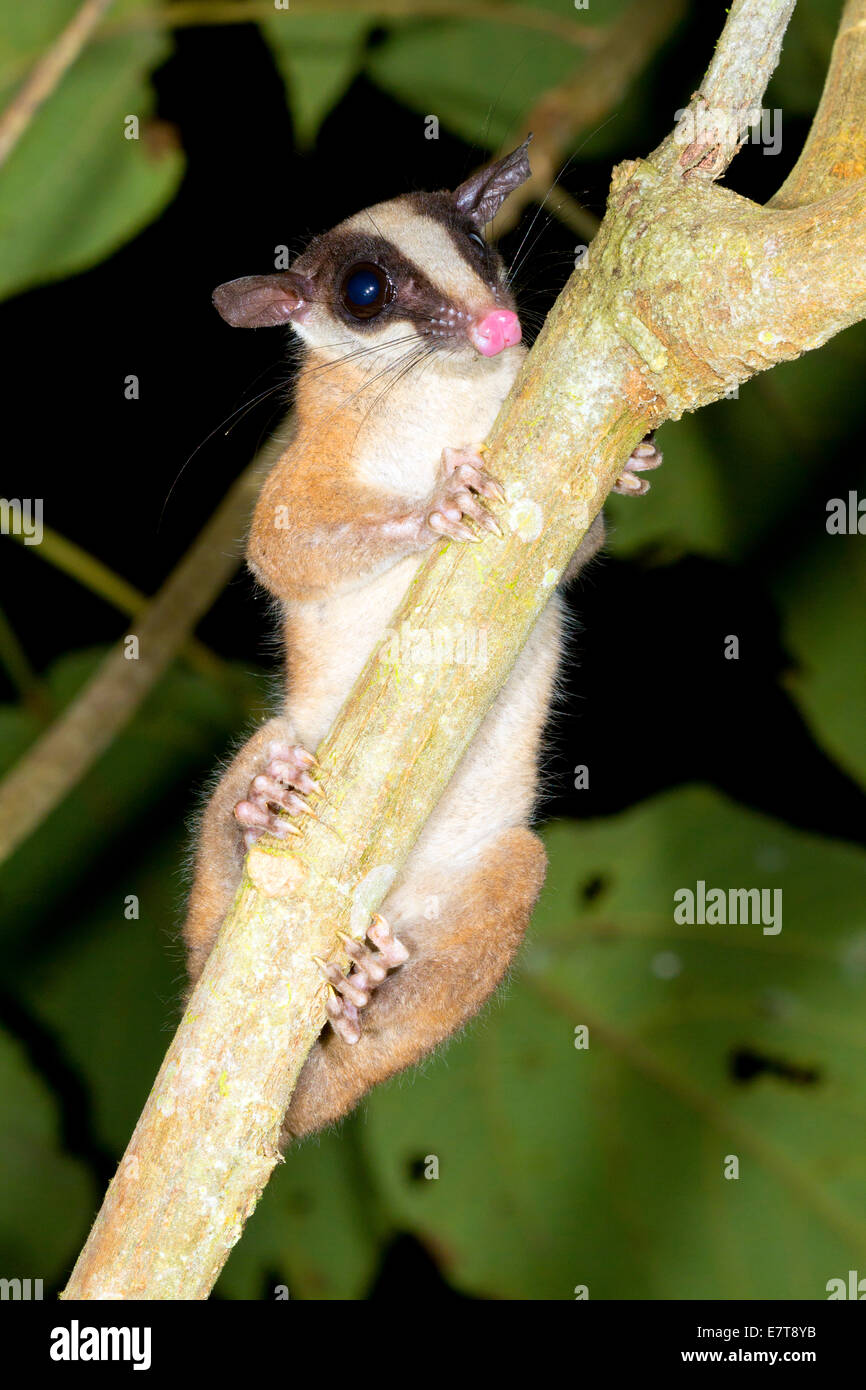 Opossum on a branch in the rainforest canopy, Ecuador Stock Photo - Alamy