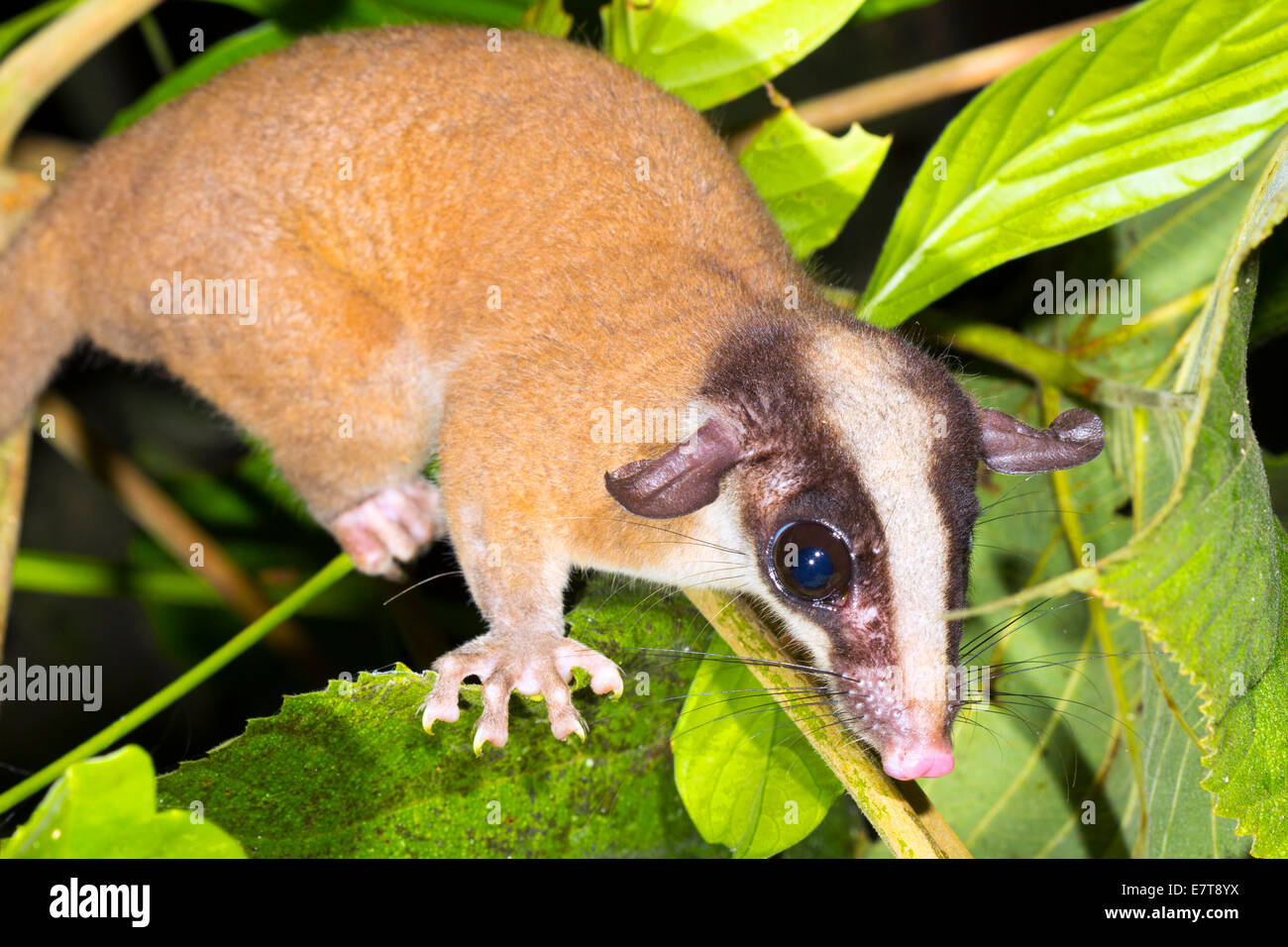 Marsupial mouse hi-res stock photography and images - Alamy