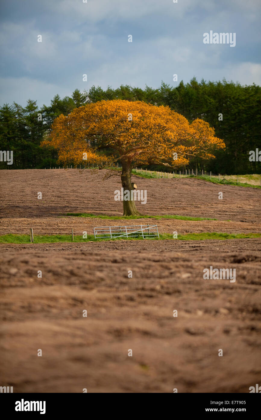 An tree alone in a field with blue sky in a landscape Stock Photo - Alamy